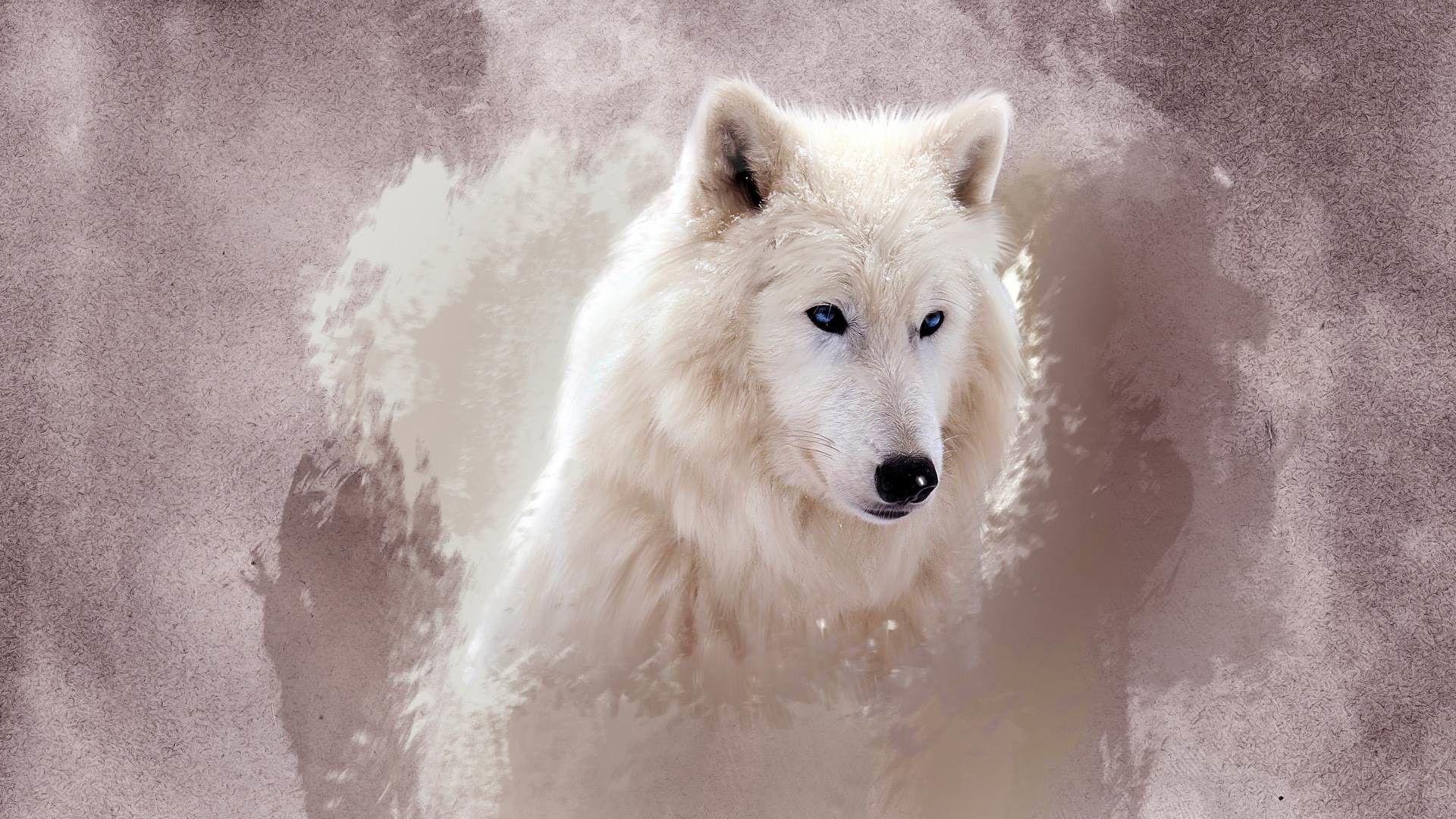 Lone Wolf Desktop Wallpapers - Top Free Lone Wolf Desktop Backgrounds ...