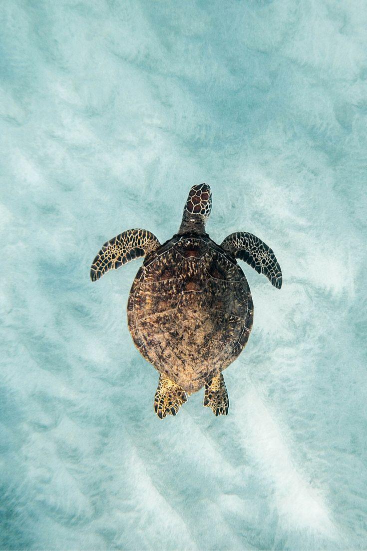 Hawaii Turtle Wallpapers - Top Free Hawaii Turtle Backgrounds ...