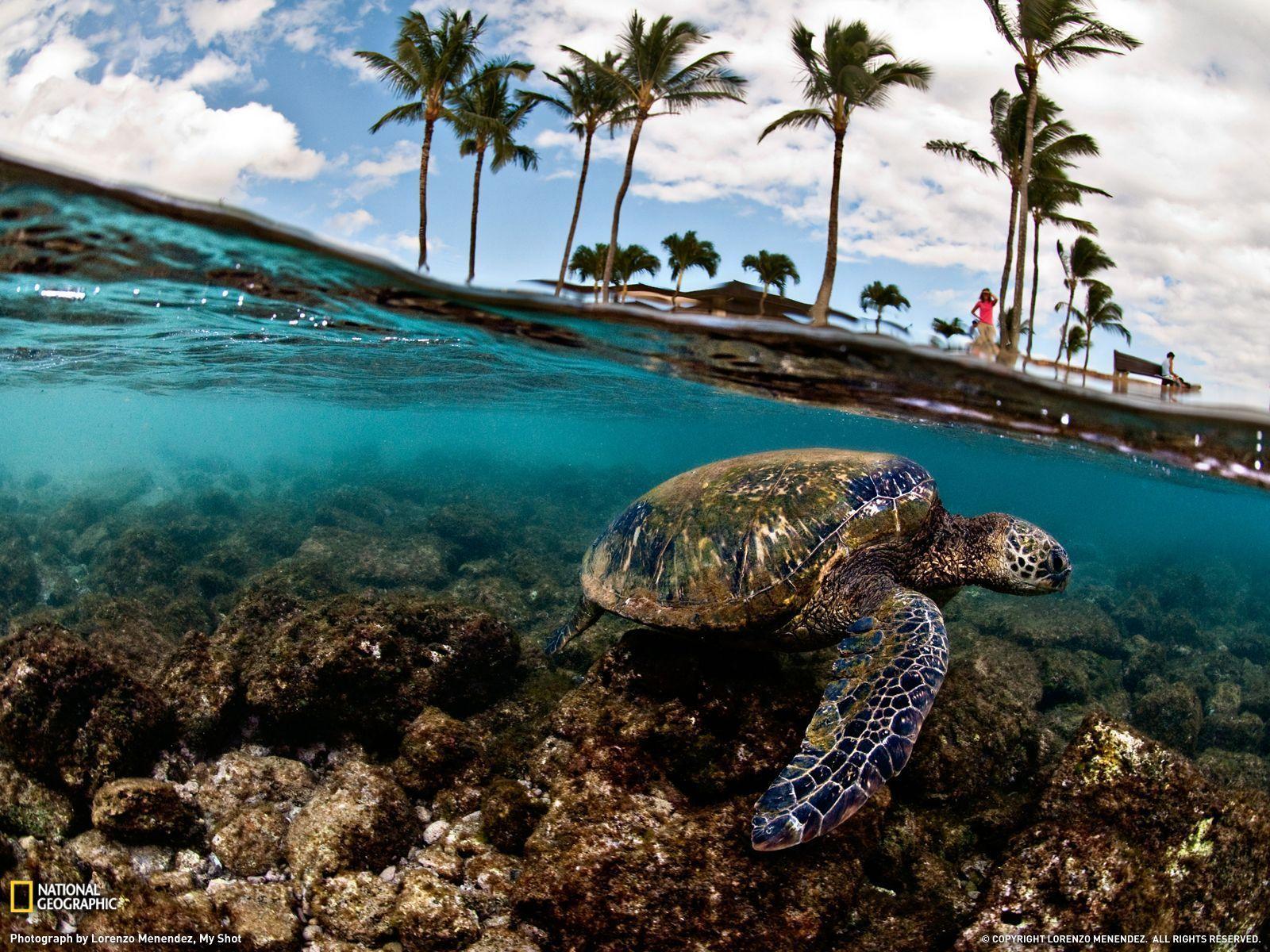 Hawaii Turtle Wallpapers - Top Free Hawaii Turtle Backgrounds ...