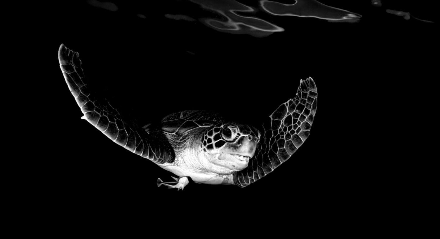 Black Turtle Wallpapers - Top Free Black Turtle Backgrounds ...