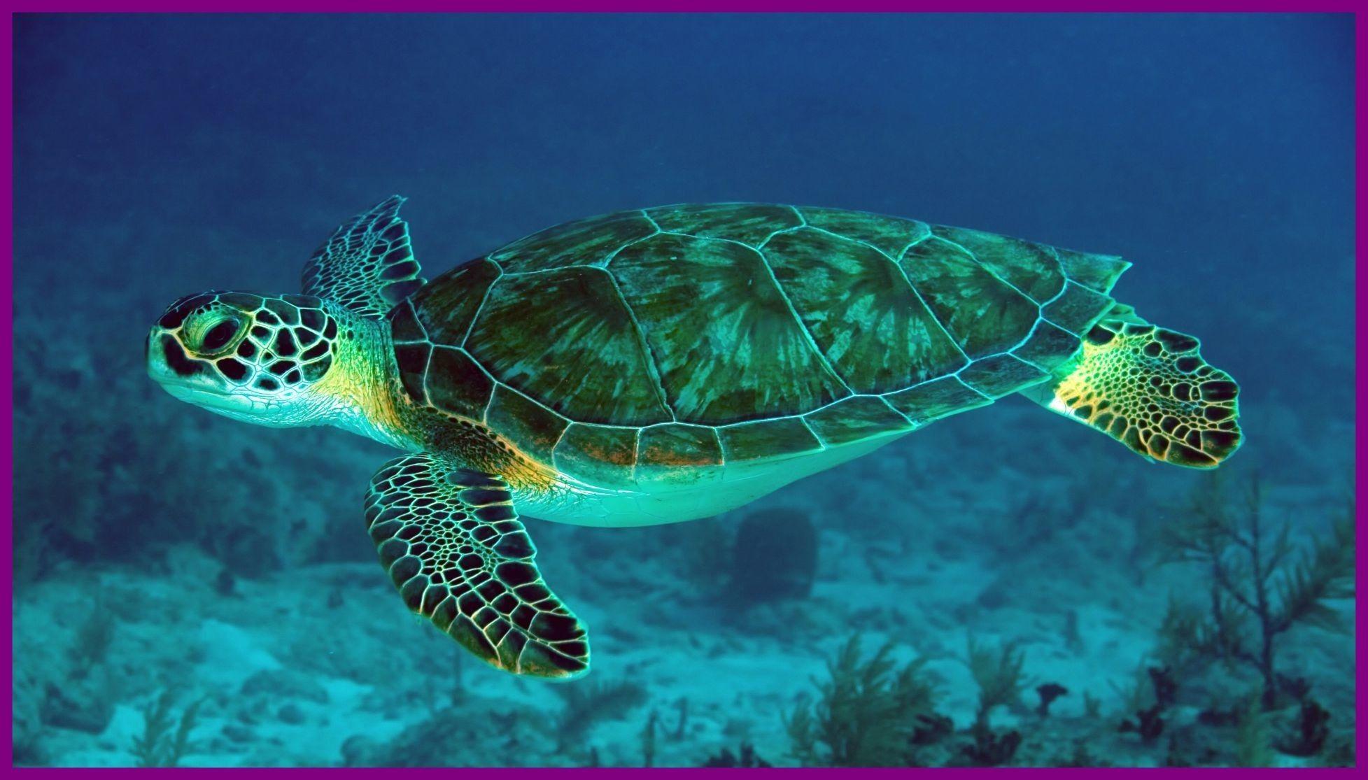 Hawaii Turtle Wallpapers - Top Free Hawaii Turtle Backgrounds ...