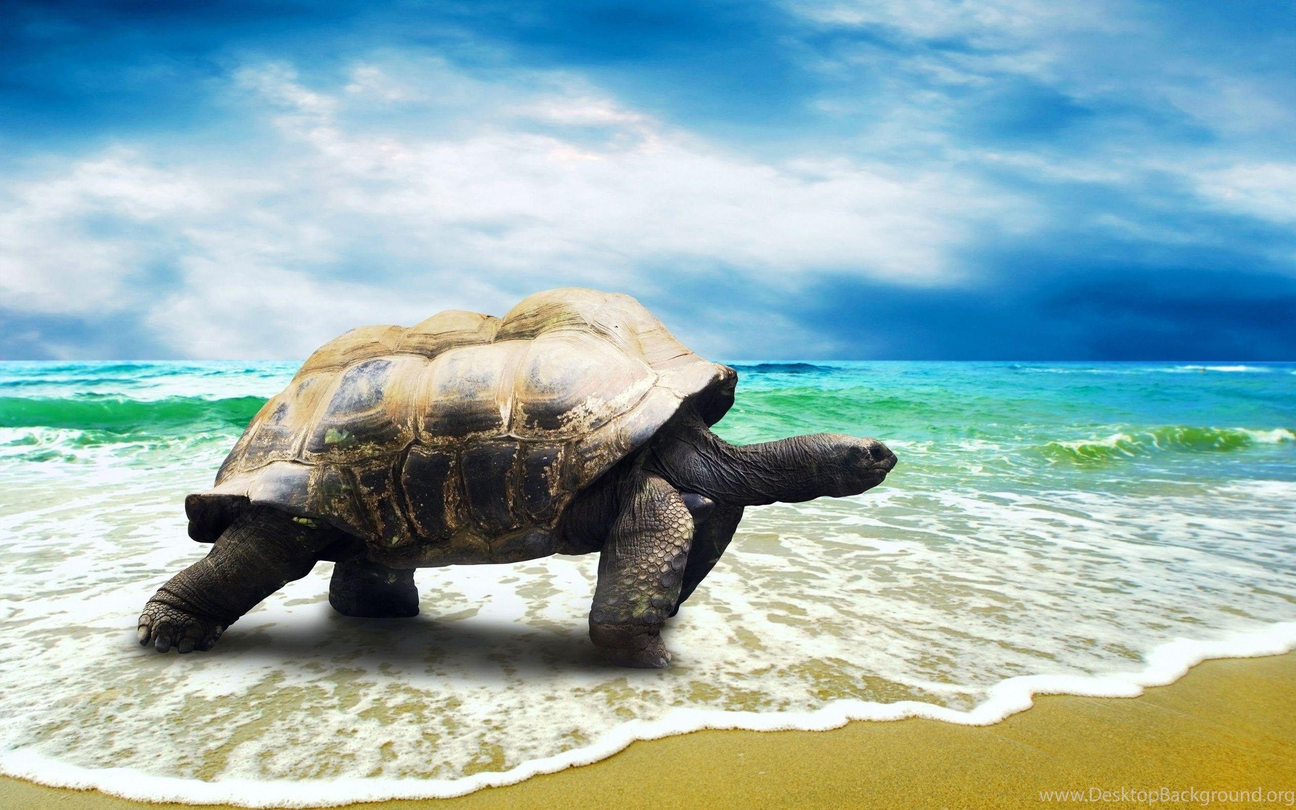Hawaii Turtle Wallpapers - Top Free Hawaii Turtle Backgrounds ...