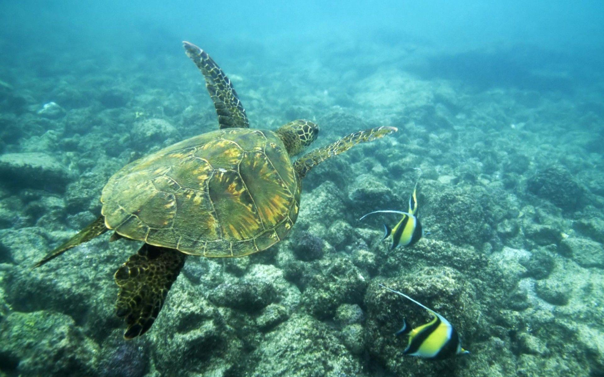 Hawaii Turtle Wallpapers - Top Free Hawaii Turtle Backgrounds ...