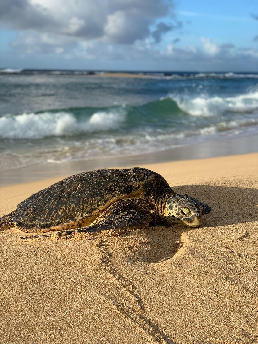 Hawaii Turtle Wallpapers - Top Free Hawaii Turtle Backgrounds ...