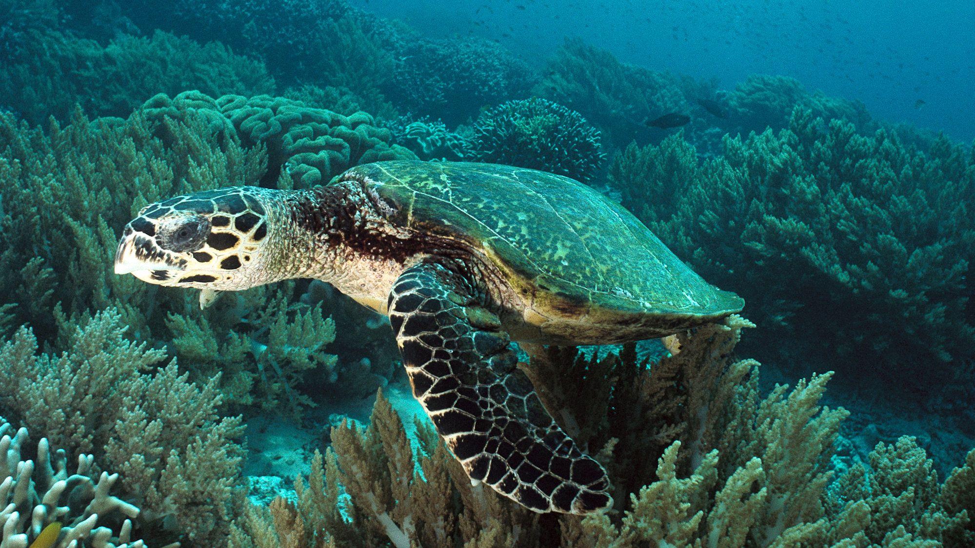 Hawaii Turtle Wallpapers - Top Free Hawaii Turtle Backgrounds ...