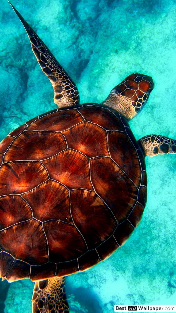 Hawaii Turtle Wallpapers - Top Free Hawaii Turtle Backgrounds ...
