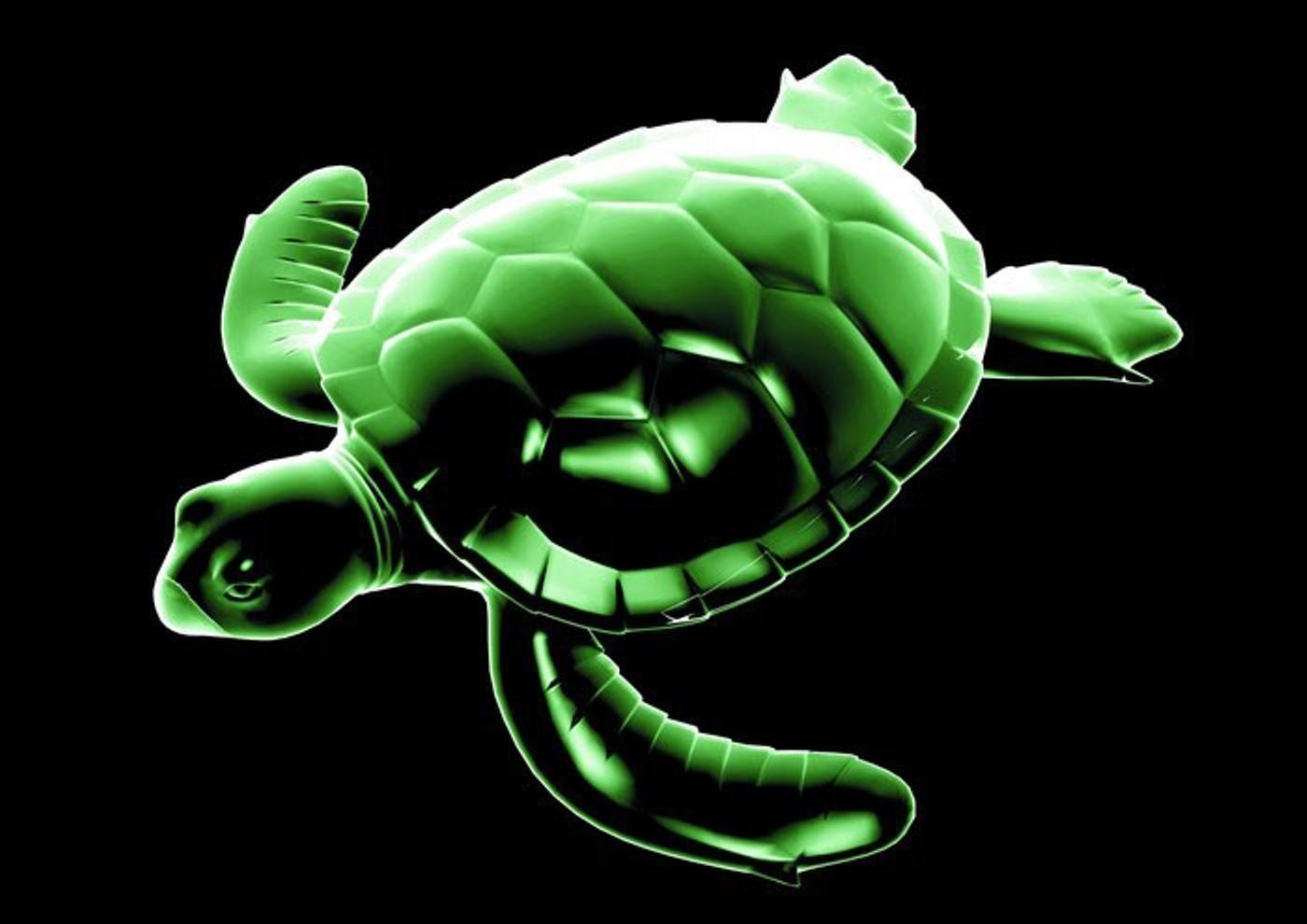 Black Turtle Wallpapers - Top Free Black Turtle Backgrounds ...