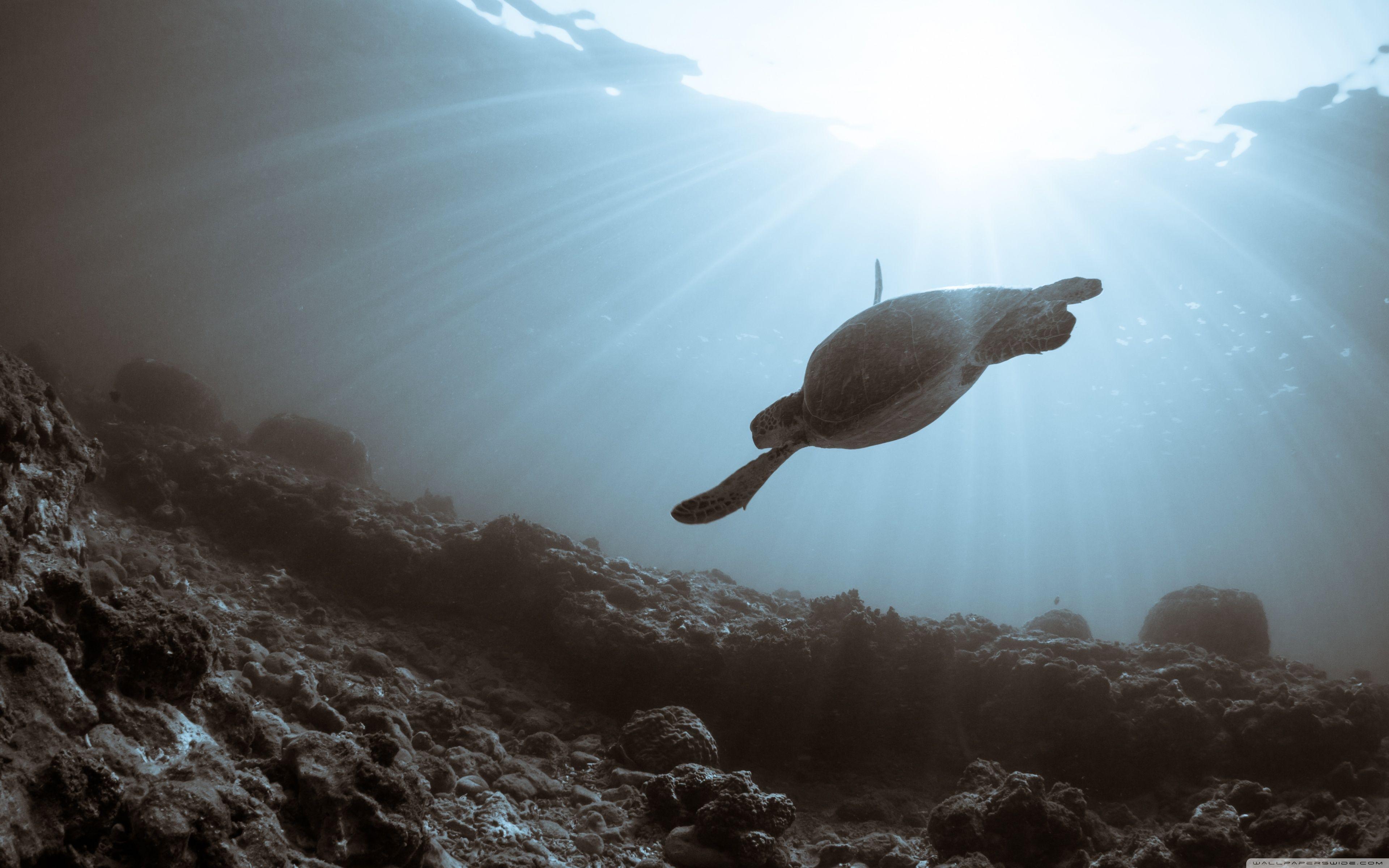 Swimming Turtle Wallpapers - Top Free Swimming Turtle Backgrounds ...