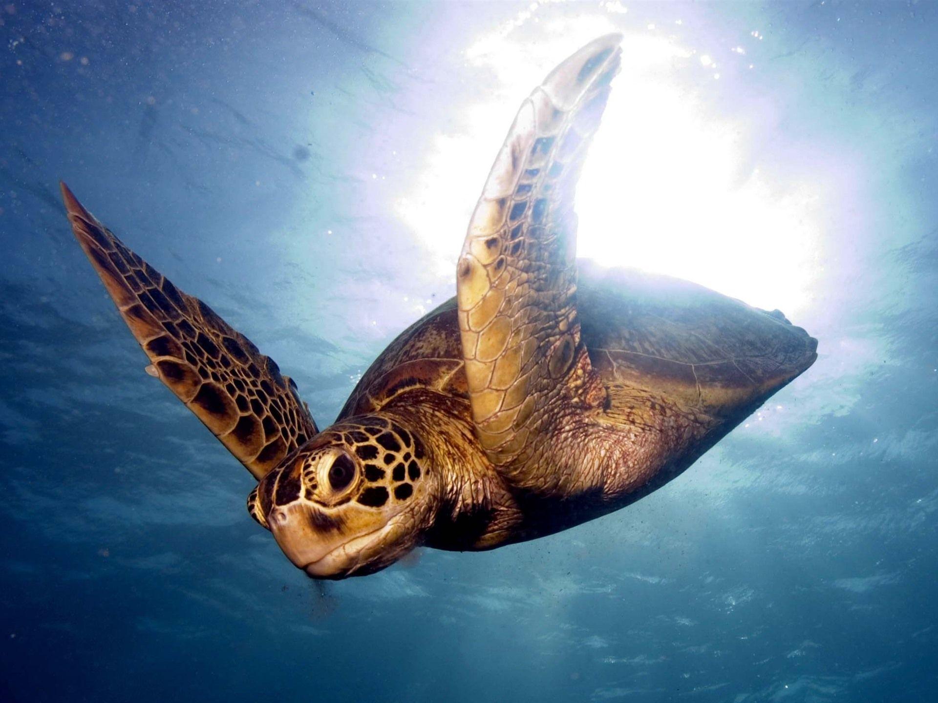 Swimming Turtle Wallpapers - Top Free Swimming Turtle Backgrounds ...