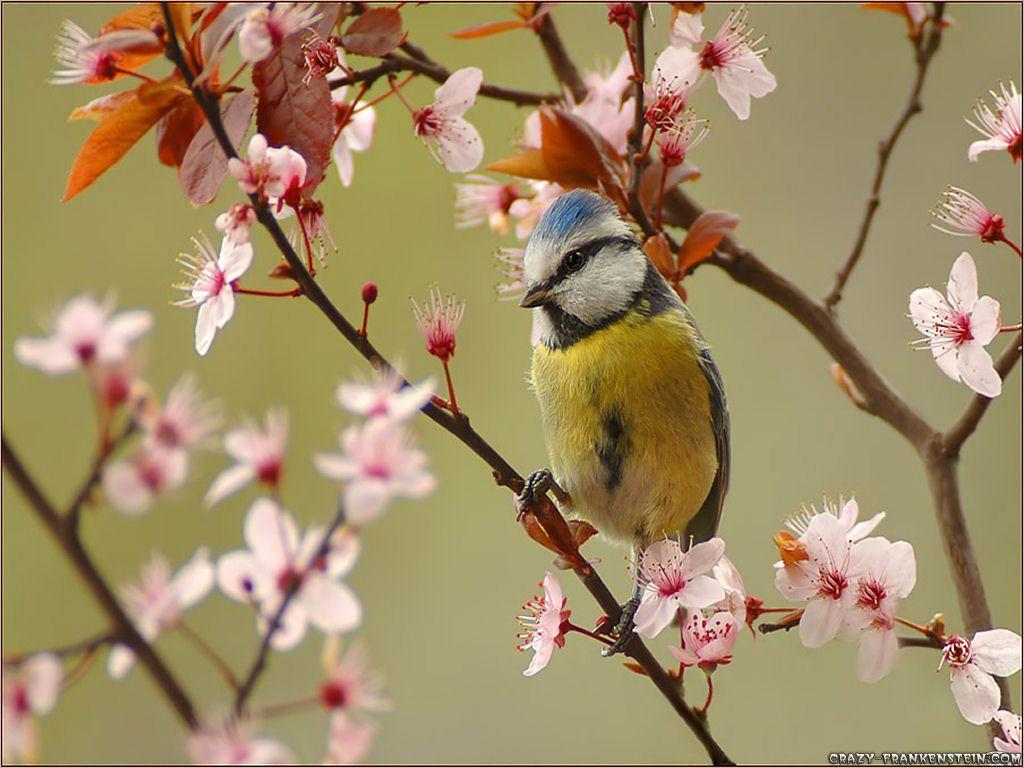 Michigan Spring Wallpapers - Top Free Michigan Spring Backgrounds ...