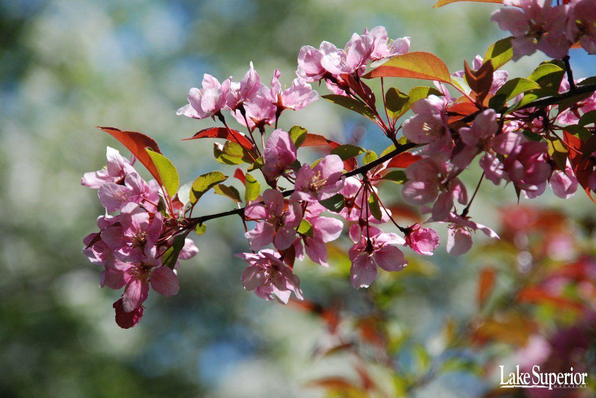 Michigan Spring Wallpapers - Top Free Michigan Spring Backgrounds ...