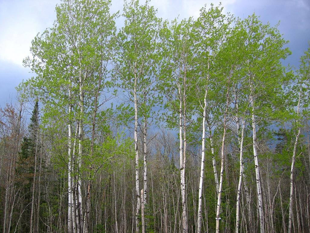 Michigan Spring Wallpapers - Top Free Michigan Spring Backgrounds ...