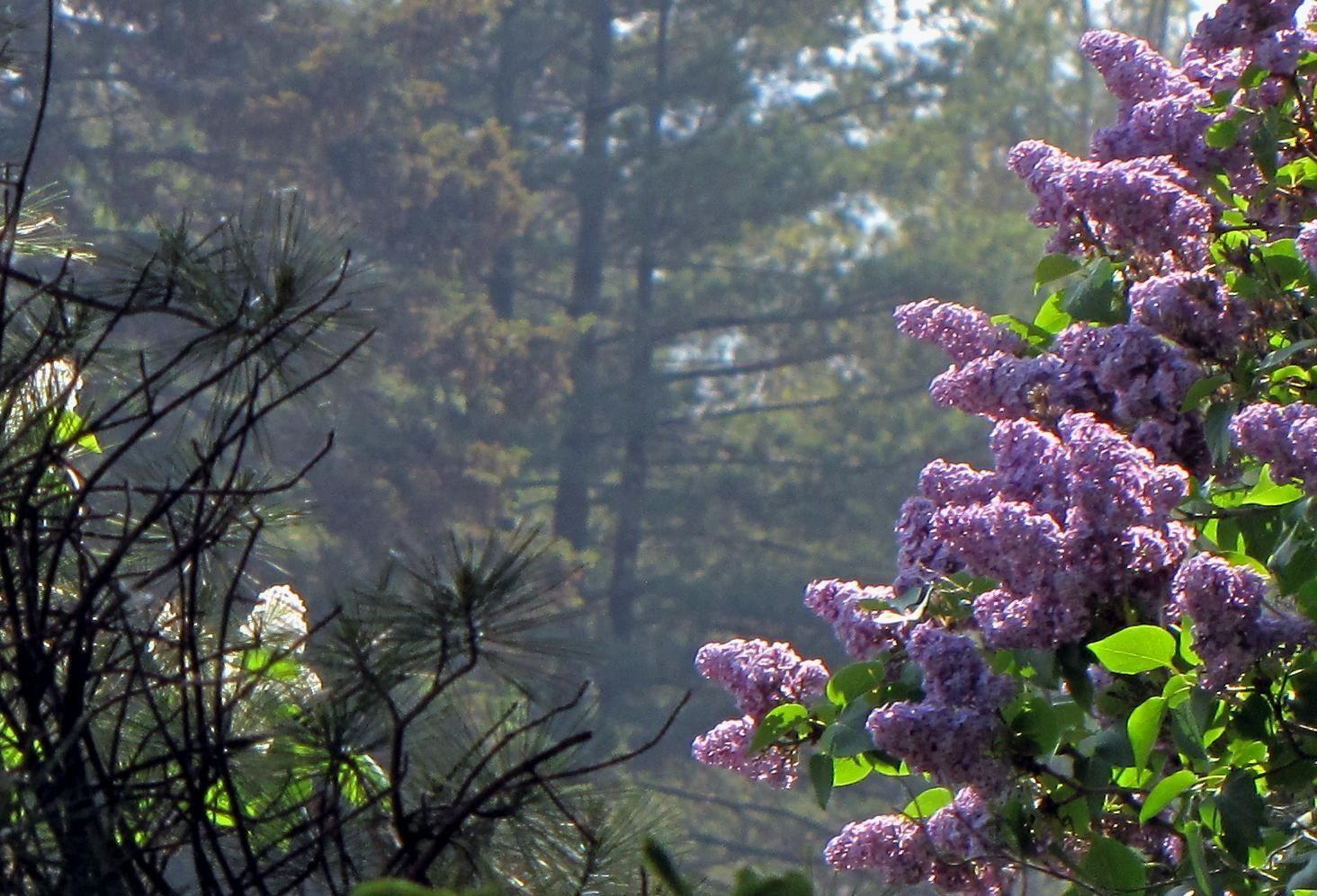 Michigan Spring Wallpapers - Top Free Michigan Spring Backgrounds ...