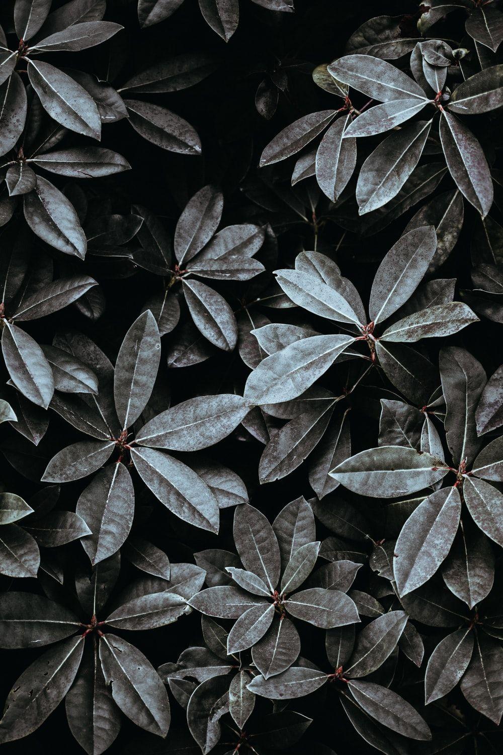 Greyscale Wallpapers - Top Free Greyscale Backgrounds - WallpaperAccess