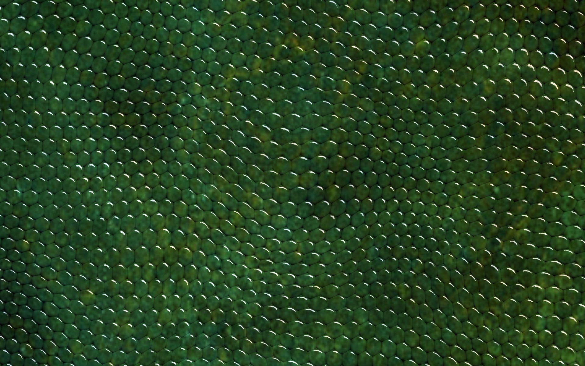 Snake Leather Wallpapers - Top Free Snake Leather Backgrounds ...