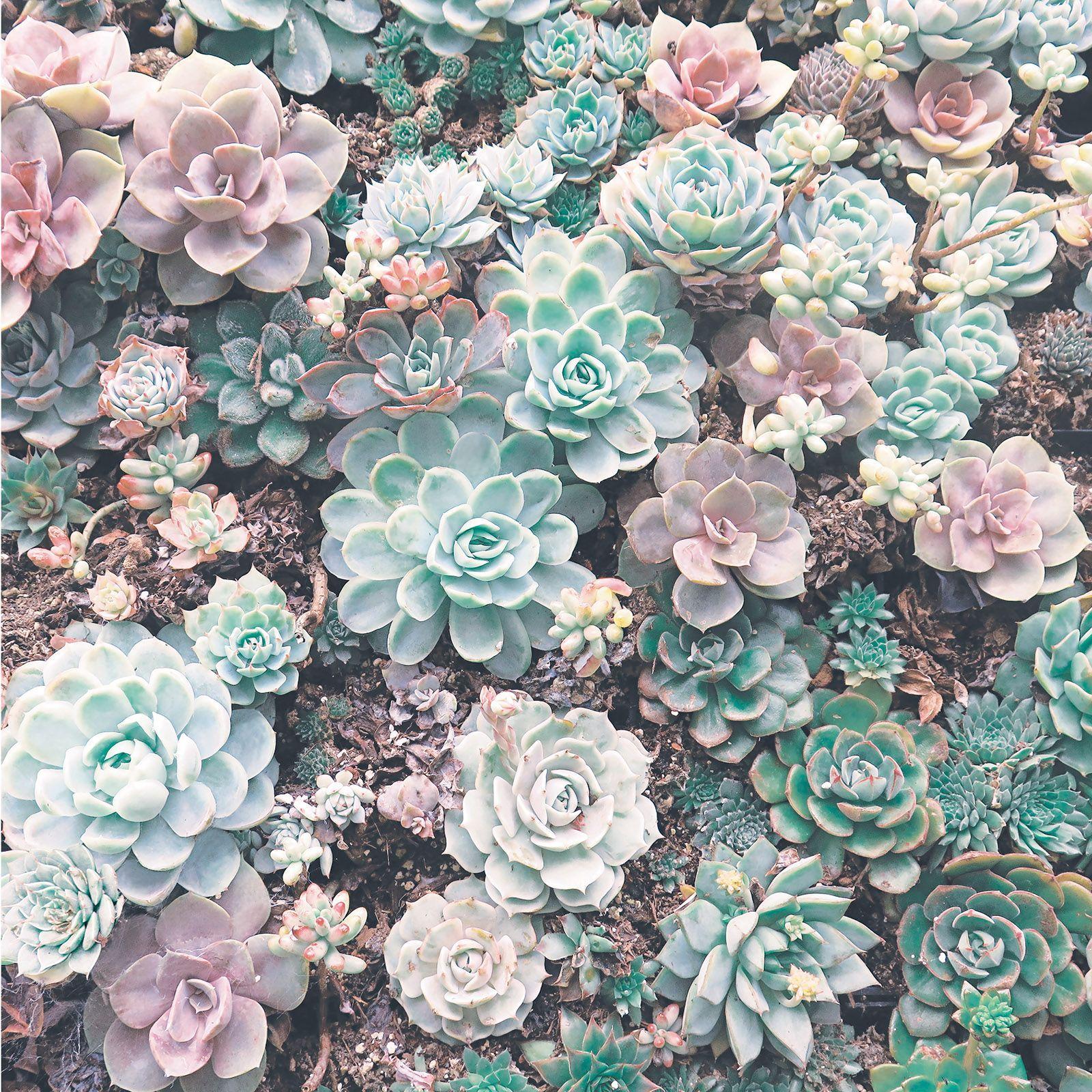 Succulents Wallpapers - Top Free Succulents Backgrounds - WallpaperAccess