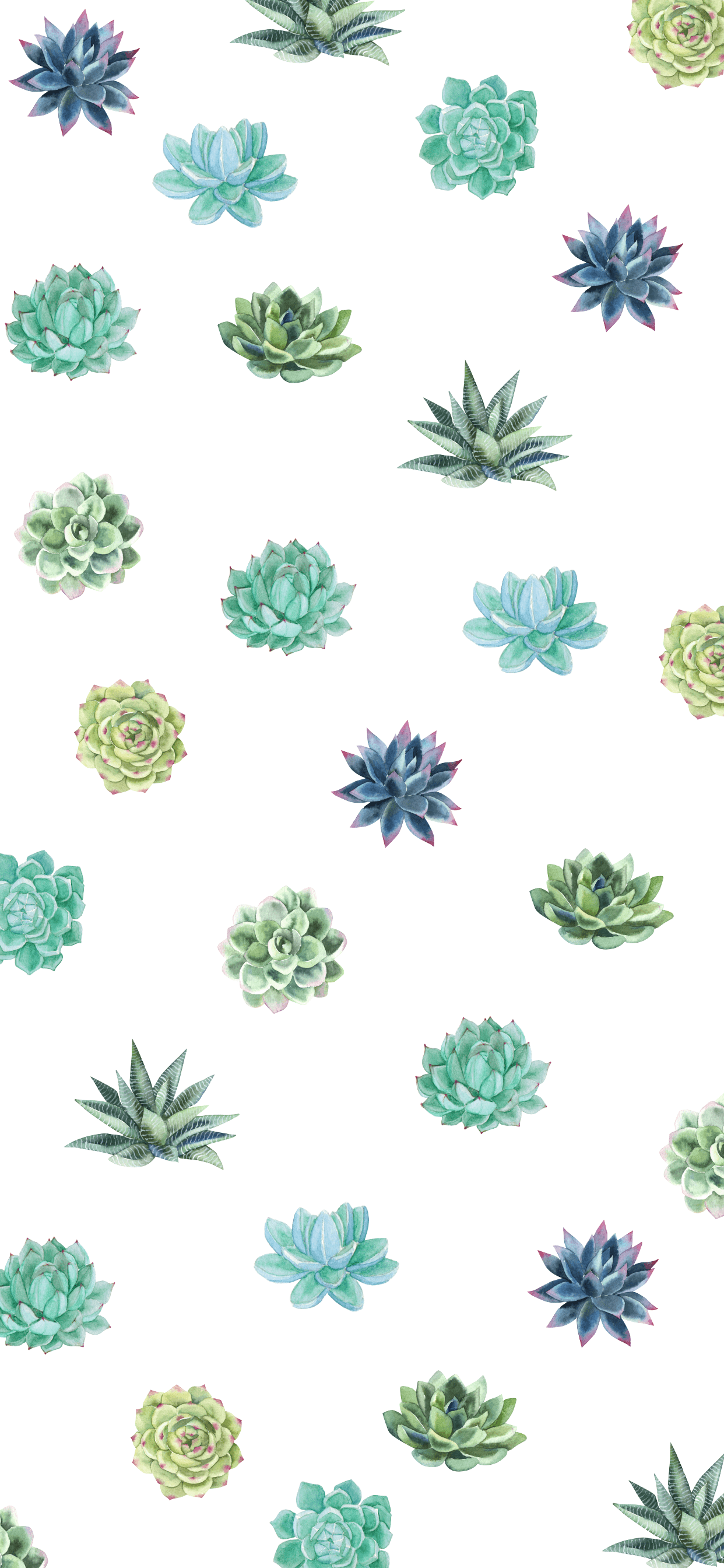 Cute Succulent Wallpapers - Top Free Cute Succulent Backgrounds ...