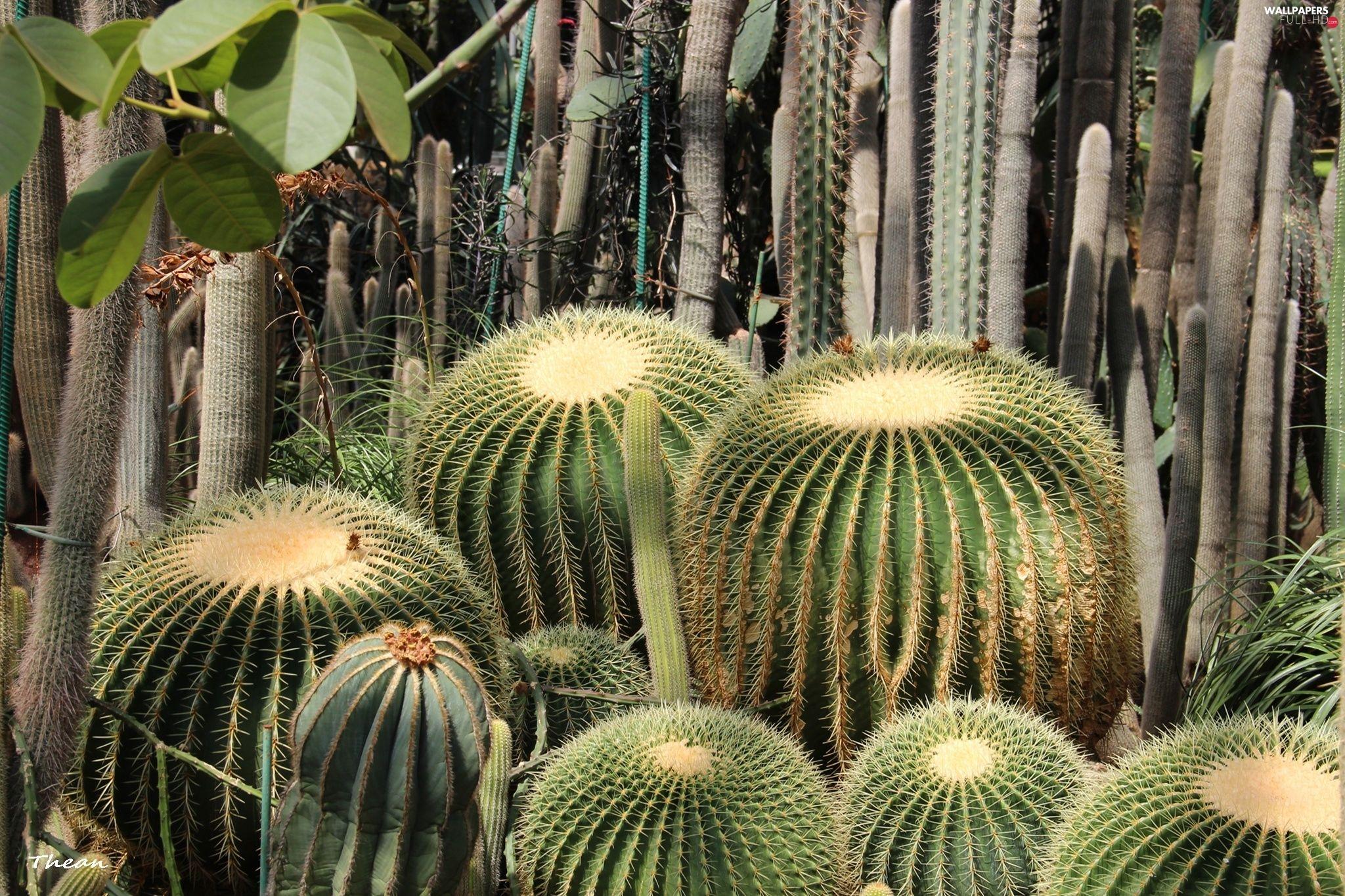 Succulents Wallpapers - Top Free Succulents Backgrounds - WallpaperAccess