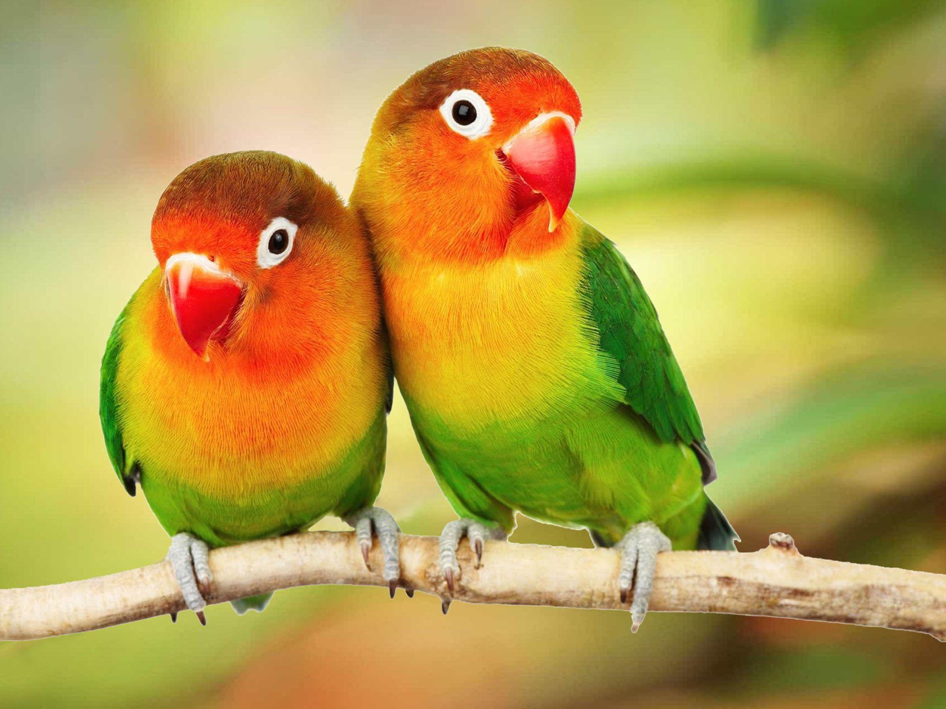 Lovebird Wallpapers - Top Free Lovebird Backgrounds - WallpaperAccess