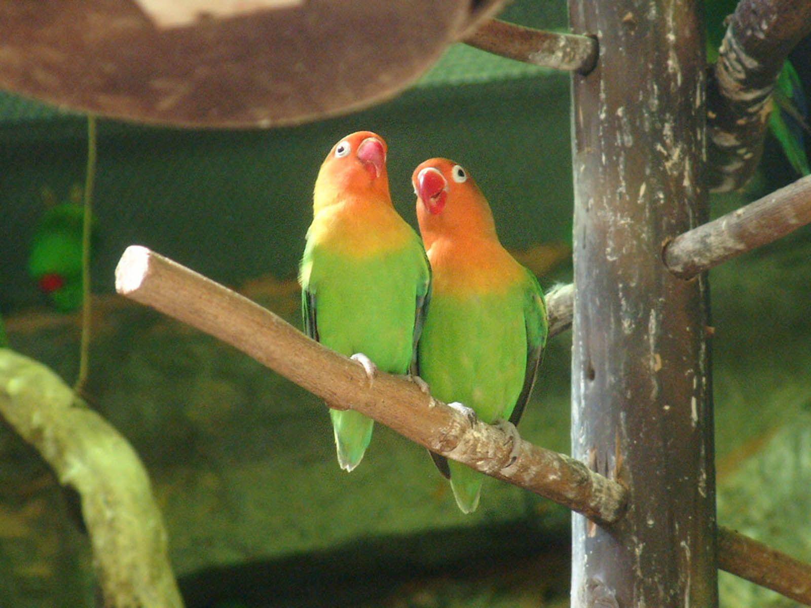 Lovebird Wallpapers - Top Free Lovebird Backgrounds - WallpaperAccess