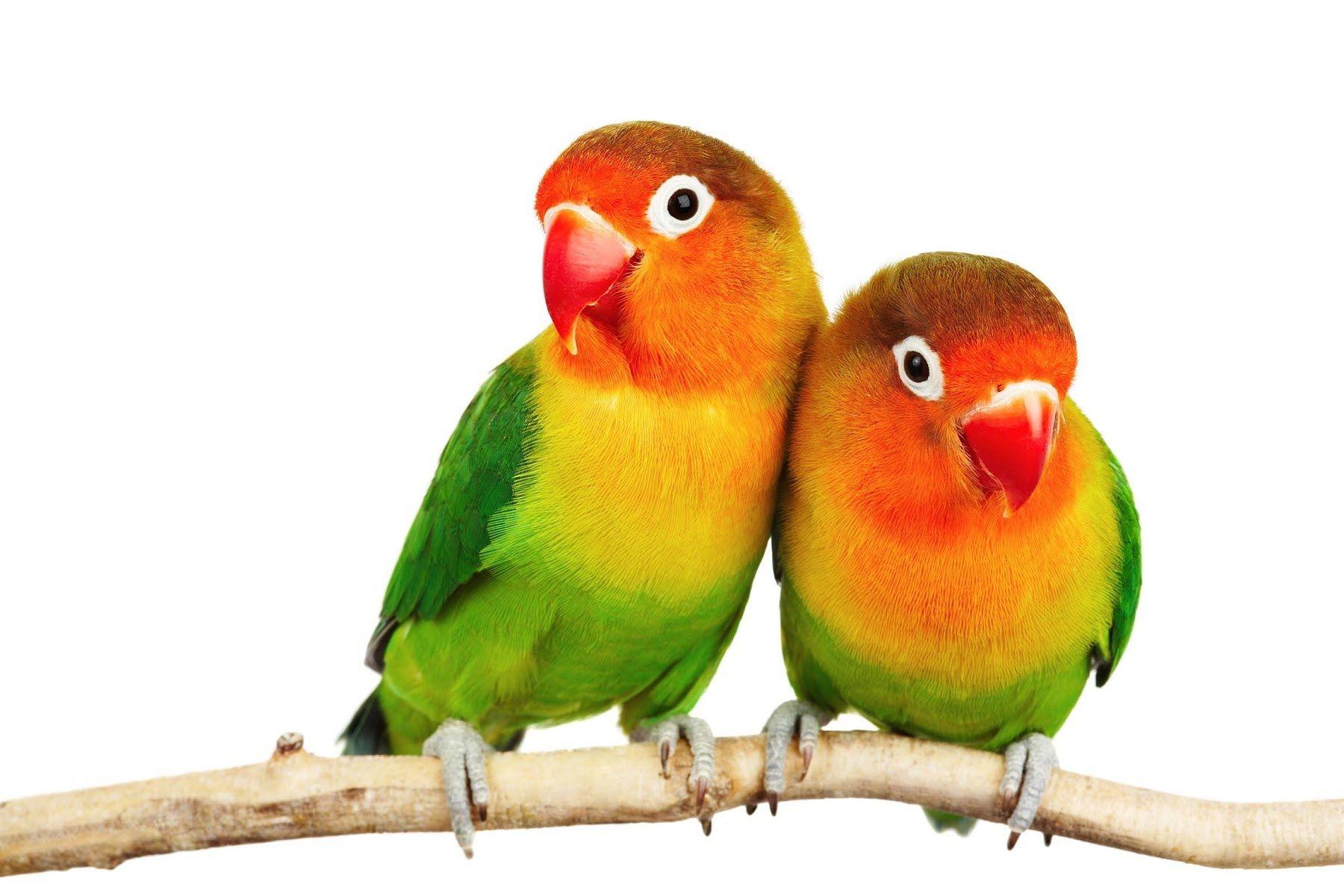 Lovebird Wallpapers - Top Free Lovebird Backgrounds - WallpaperAccess