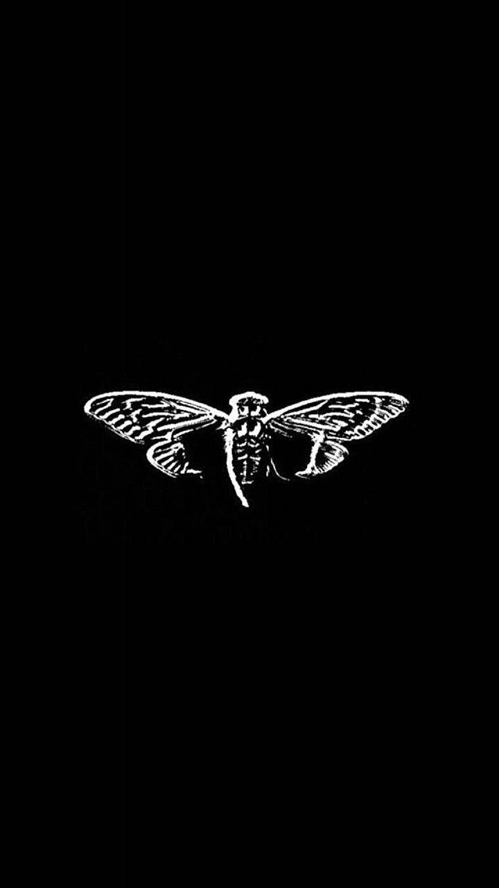 Cicada Wallpapers - Top Free Cicada Backgrounds - WallpaperAccess