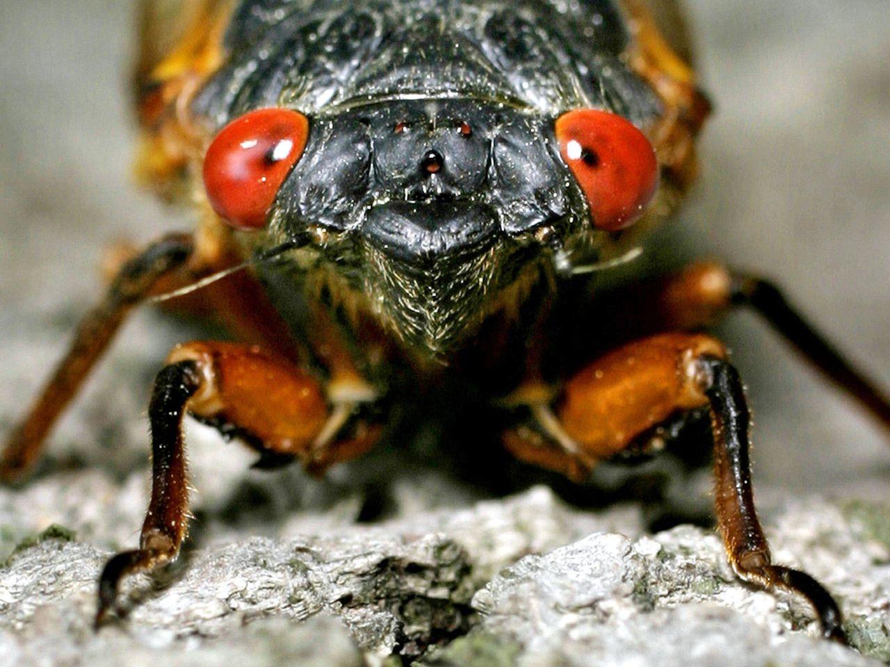 Cicada Wallpapers - Top Free Cicada Backgrounds - WallpaperAccess