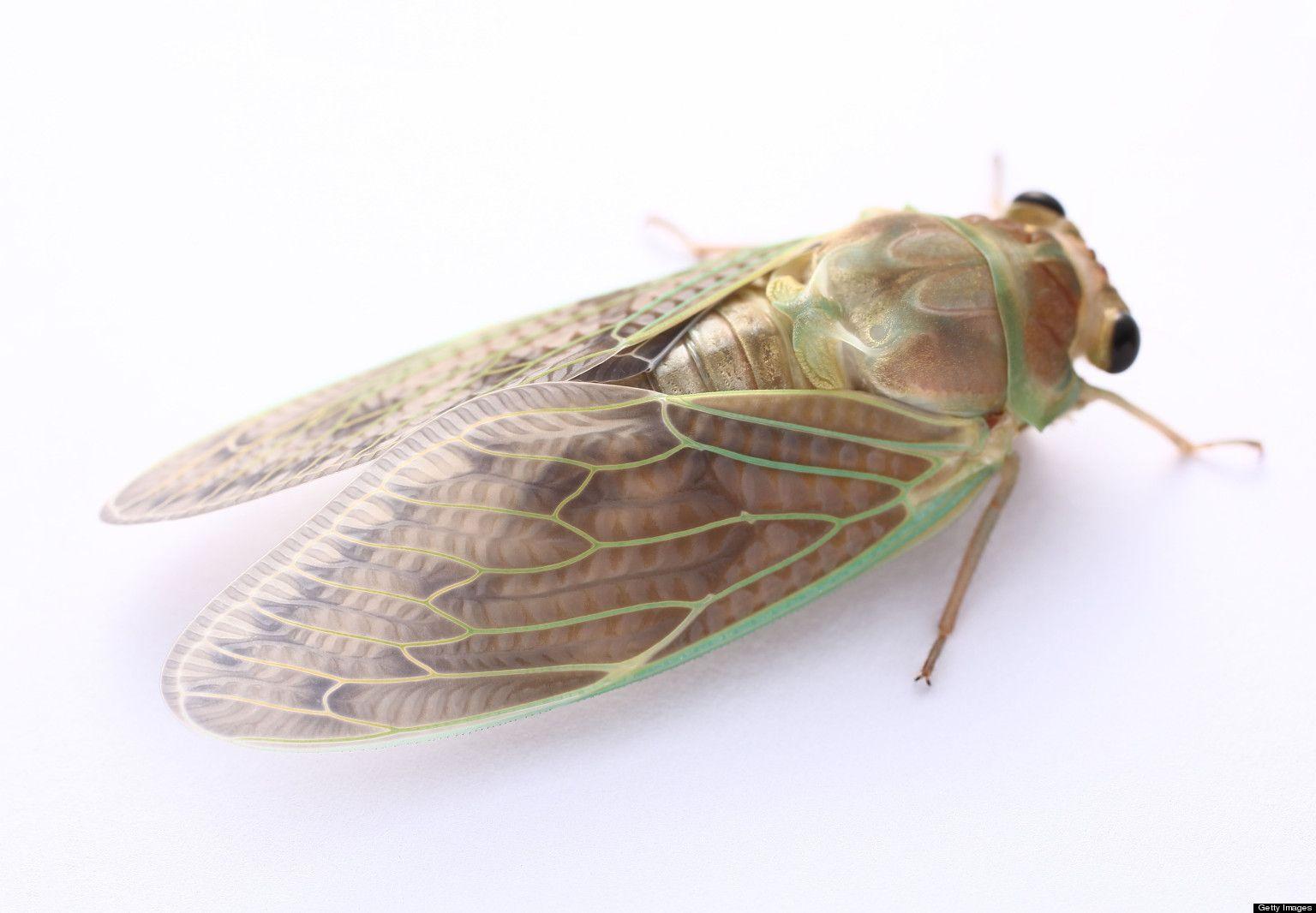 Cicada Wallpapers - Top Free Cicada Backgrounds - WallpaperAccess