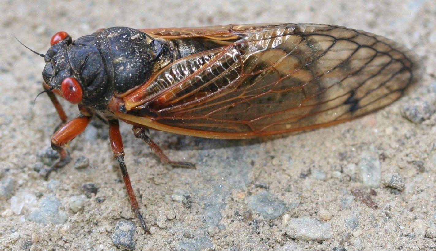 Cicada Wallpapers - Top Free Cicada Backgrounds - WallpaperAccess