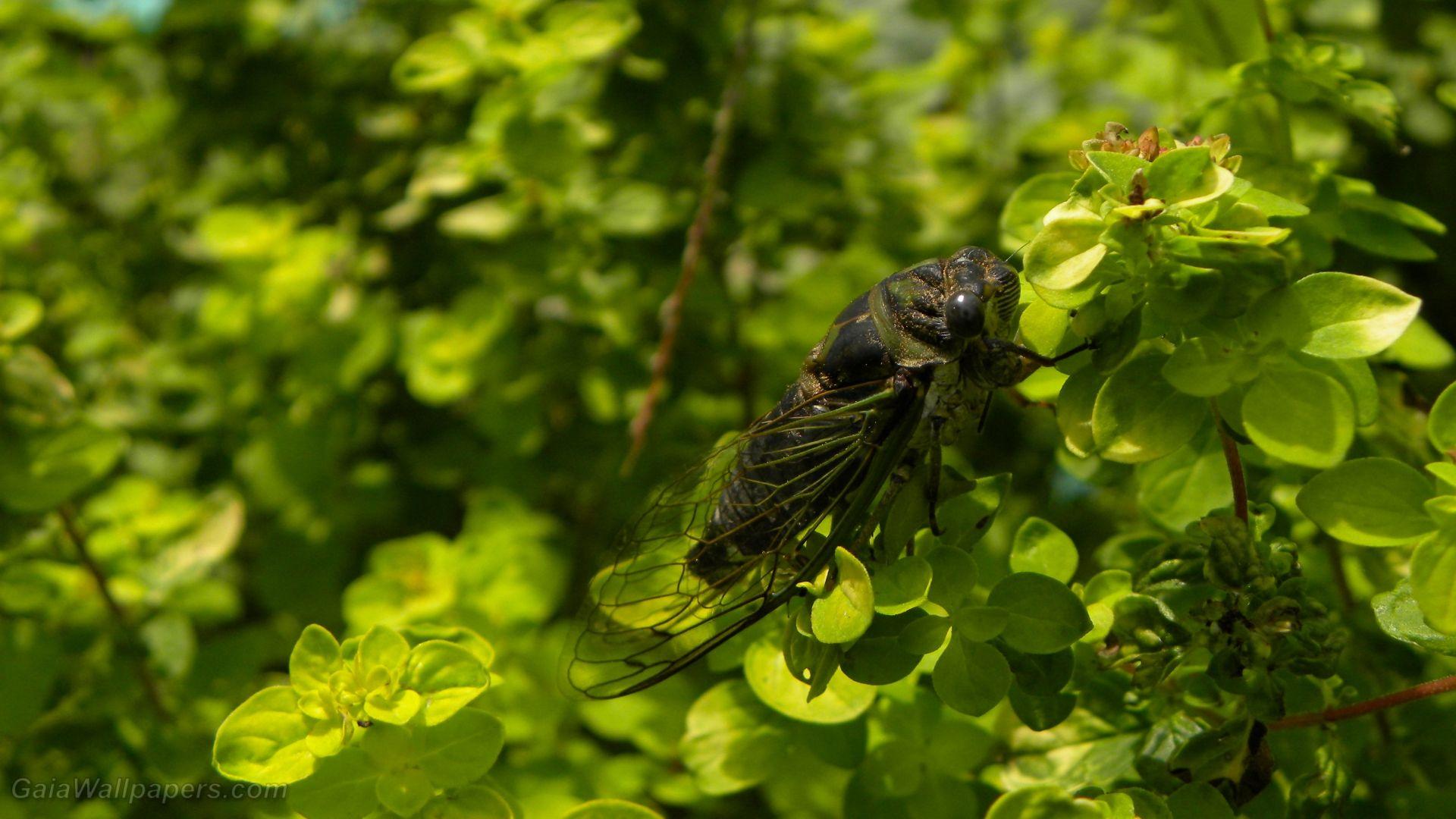 Cicada Wallpapers - Top Free Cicada Backgrounds - WallpaperAccess