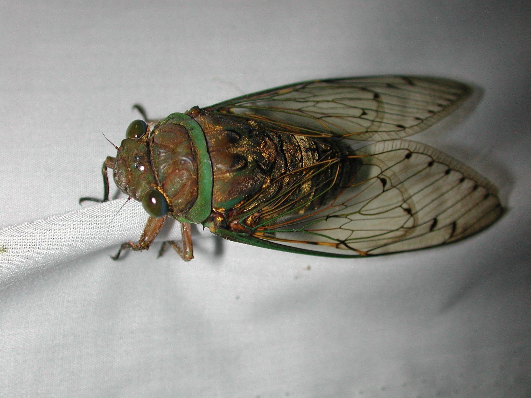 Cicada Wallpapers - Top Free Cicada Backgrounds - WallpaperAccess