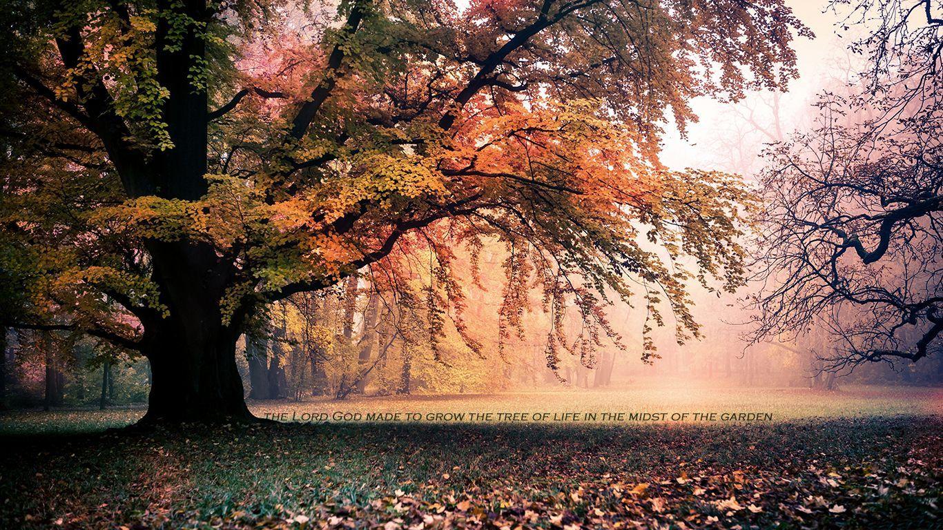 Fall Mac Wallpapers - Top Free Fall Mac Backgrounds - WallpaperAccess