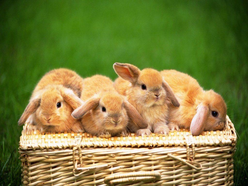 Rabbit Desktop Wallpapers - Top Free Rabbit Desktop Backgrounds ...