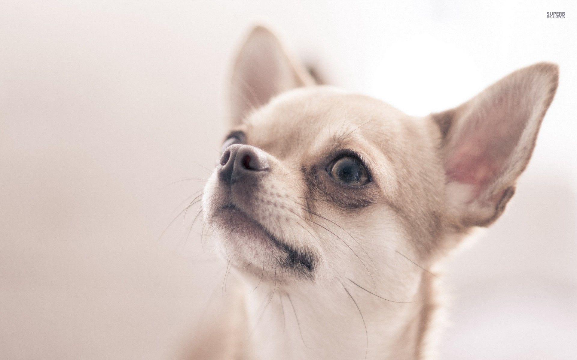 Chihuahua Desktop Wallpapers - Top Free Chihuahua Desktop Backgrounds ...