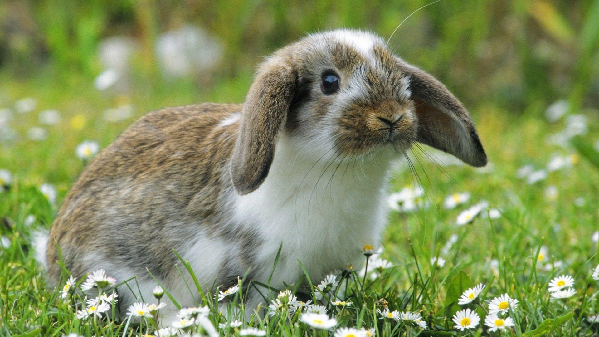 Rabbit Desktop Wallpapers Top Free Rabbit Desktop Backgrounds