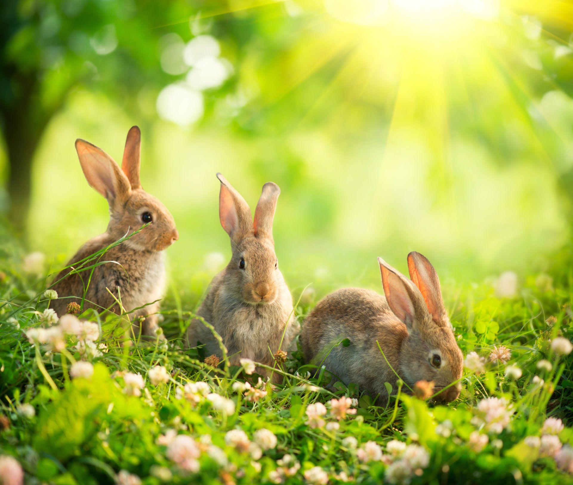 Bunny Desktop Wallpapers - Top Free Bunny Desktop Backgrounds ...