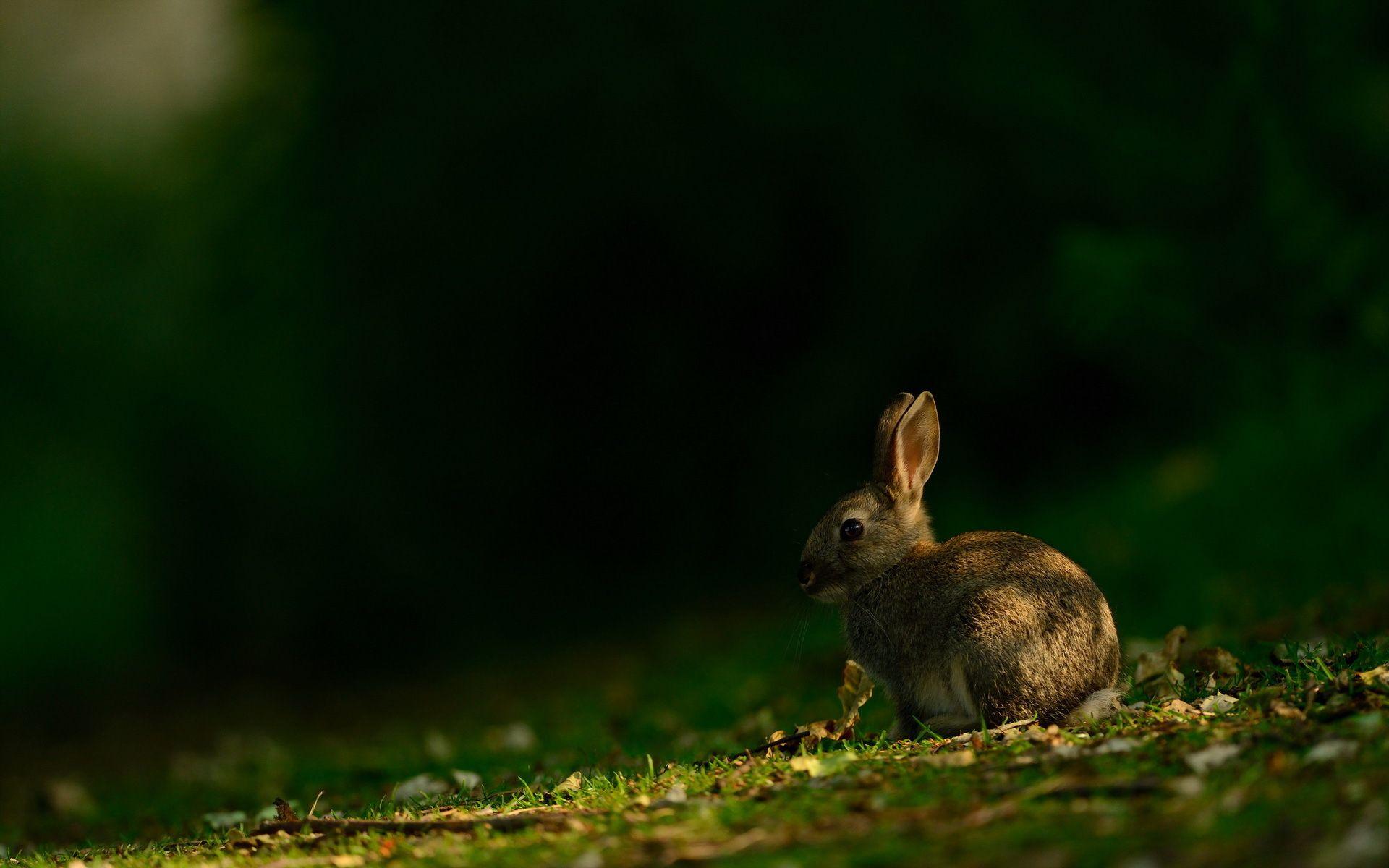 Bunny Desktop Wallpapers - Top Free Bunny Desktop Backgrounds ...