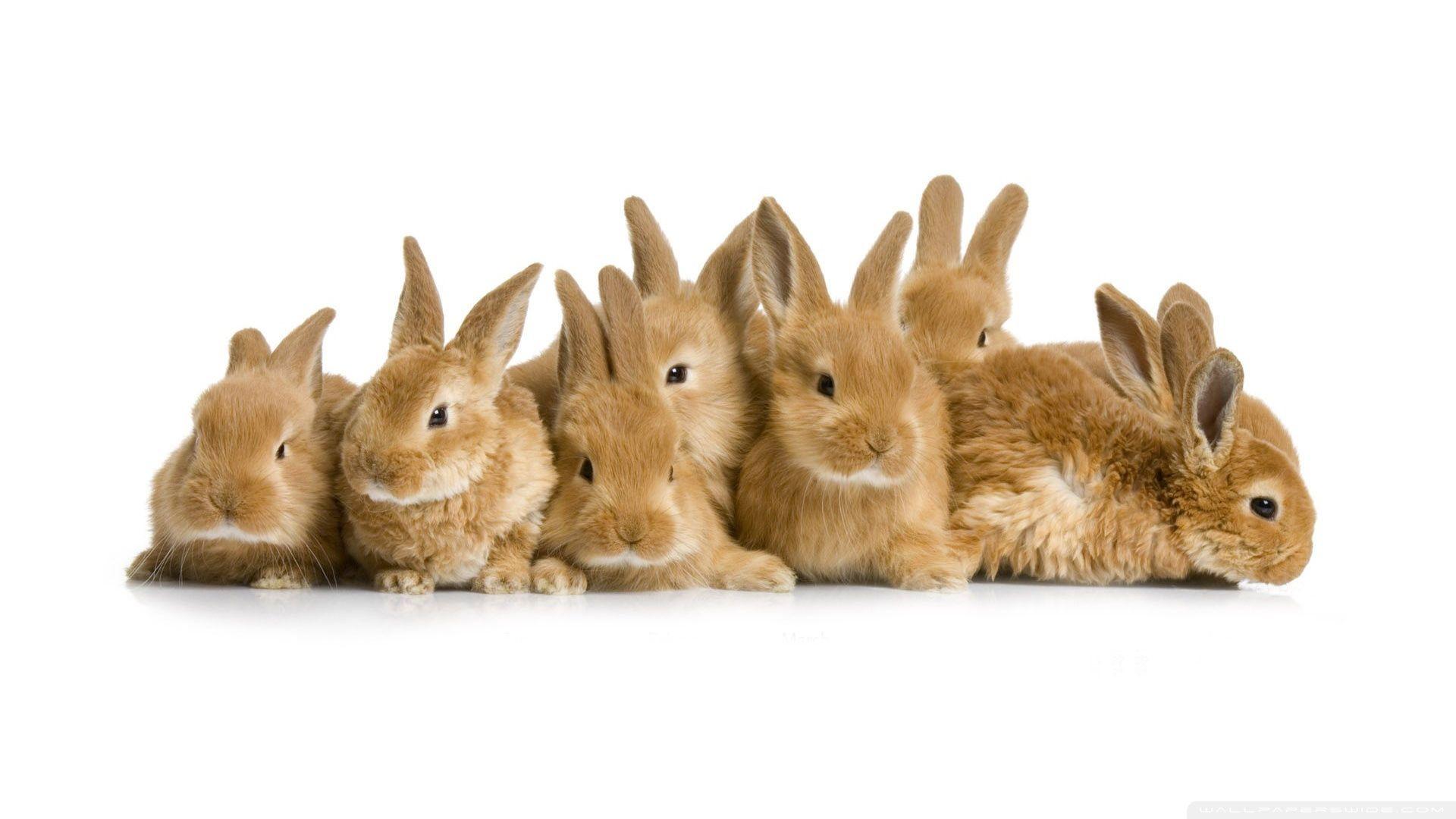 Bunny Desktop Wallpapers - Top Free Bunny Desktop Backgrounds ...