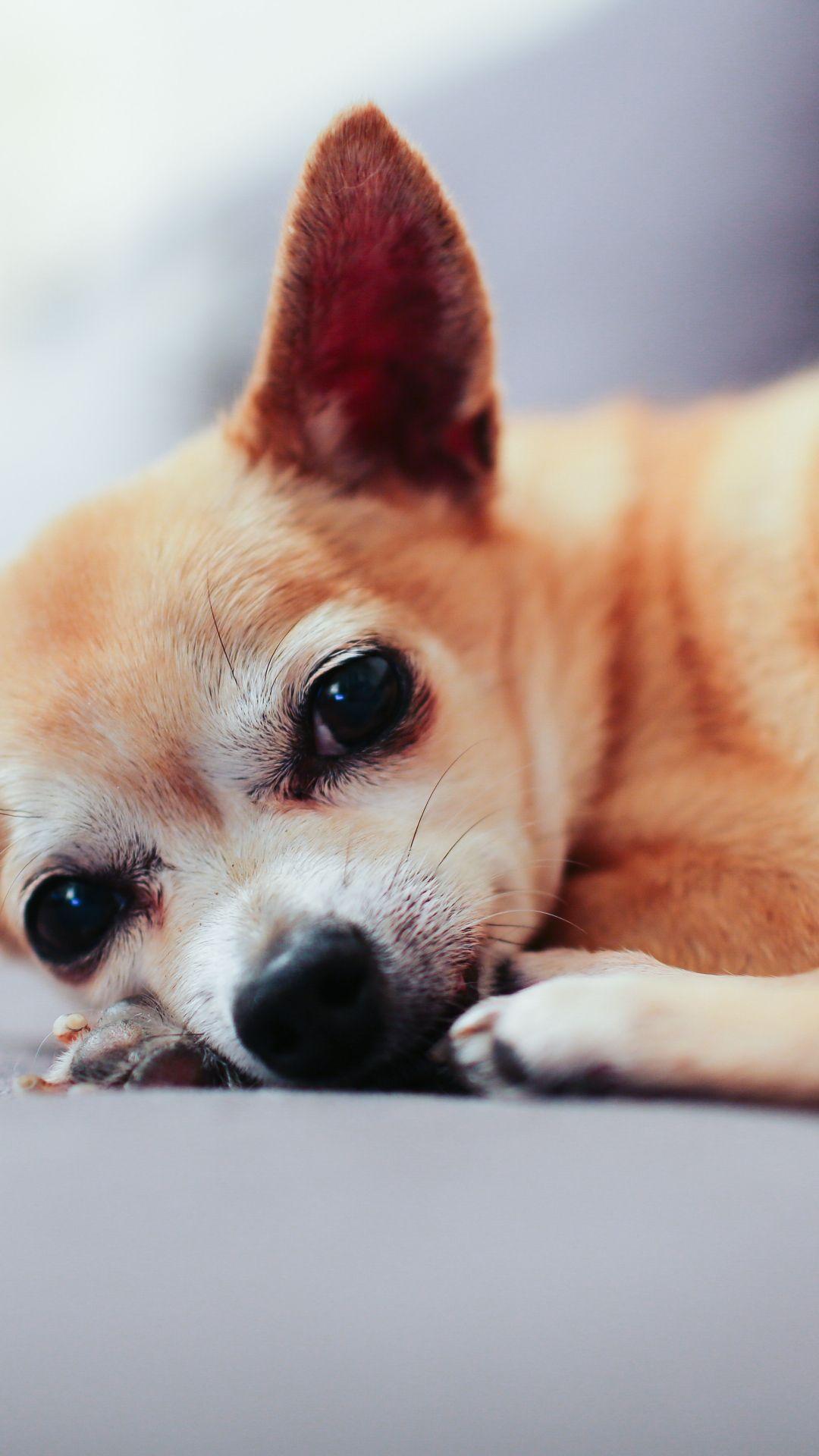Chihuahua Desktop Wallpapers - Top Free Chihuahua Desktop Backgrounds ...