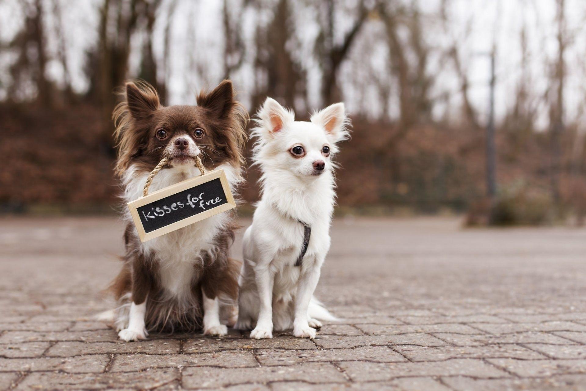 Chihuahua Desktop Wallpapers - Top Free Chihuahua Desktop Backgrounds ...
