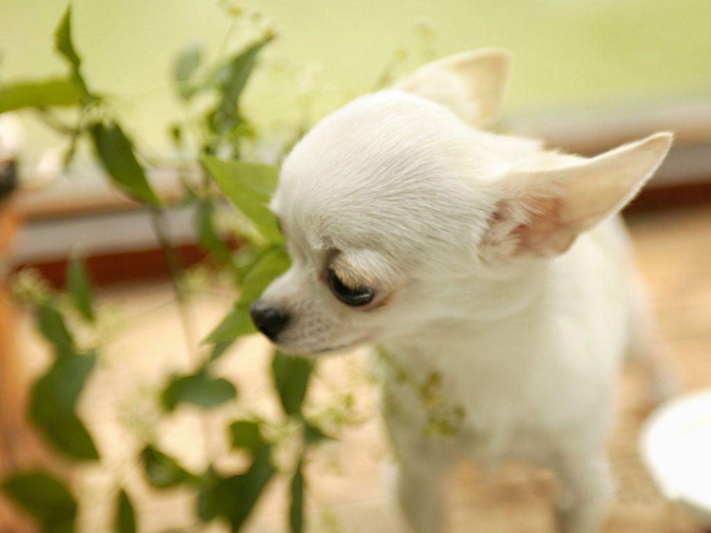 Chihuahua Desktop Wallpapers - Top Free Chihuahua Desktop Backgrounds ...