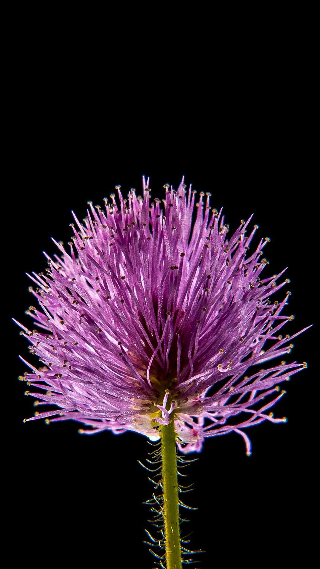 Simple Flower Phone Wallpapers - Top Free Simple Flower Phone ...