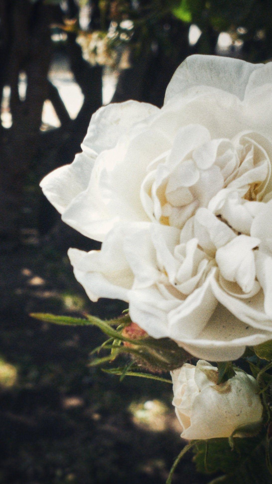 Simple Flower Phone Wallpapers - Top Free Simple Flower Phone ...