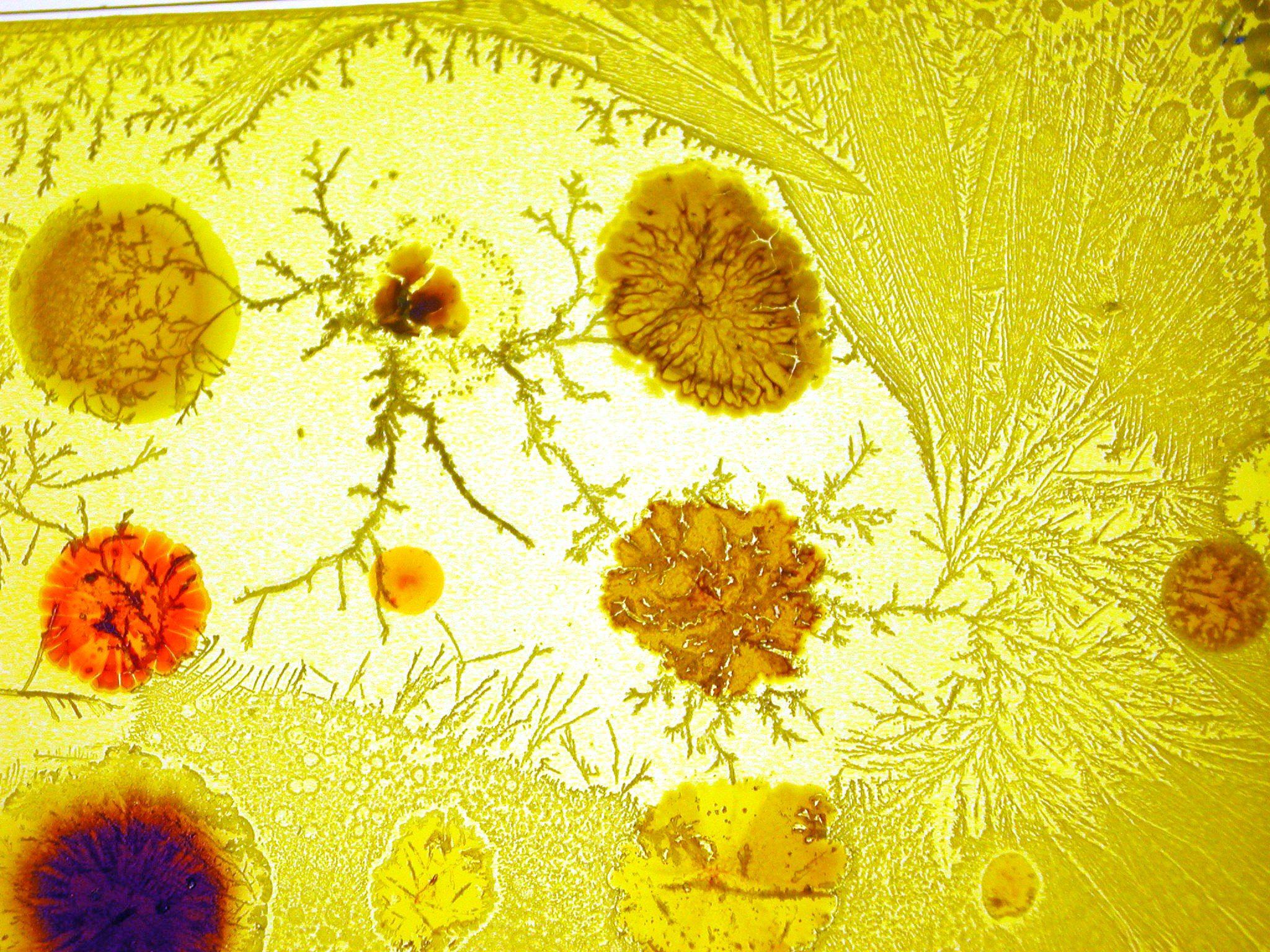 Microorganisms Wallpapers - Top Free Microorganisms Backgrounds ...