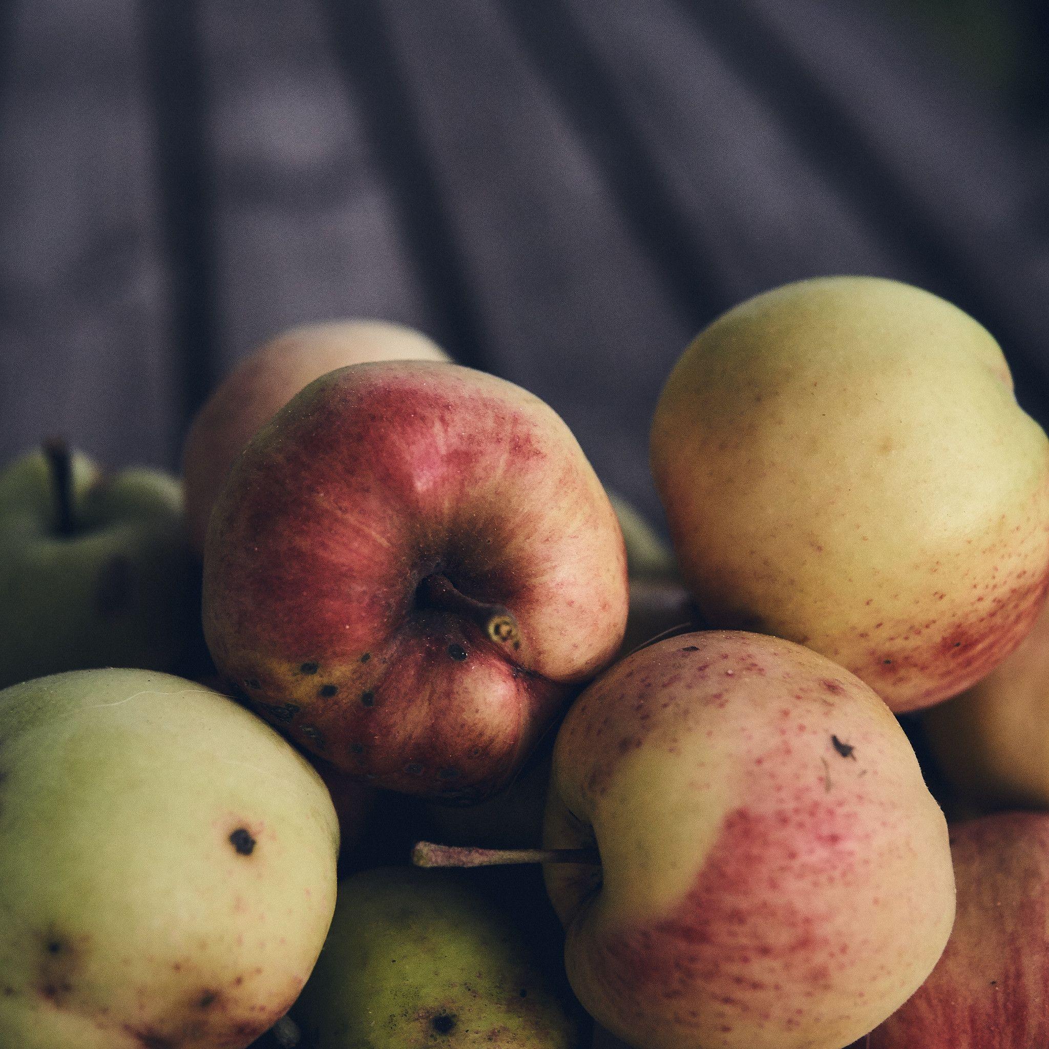 Autumn Apples Wallpapers - Top Free Autumn Apples Backgrounds ...