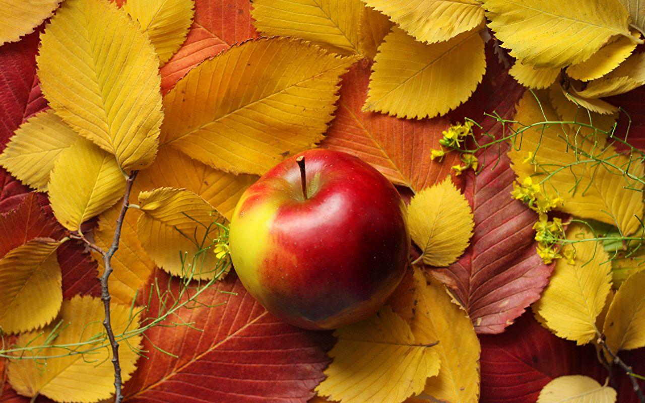 Autumn Apples Wallpapers - Top Free Autumn Apples Backgrounds ...