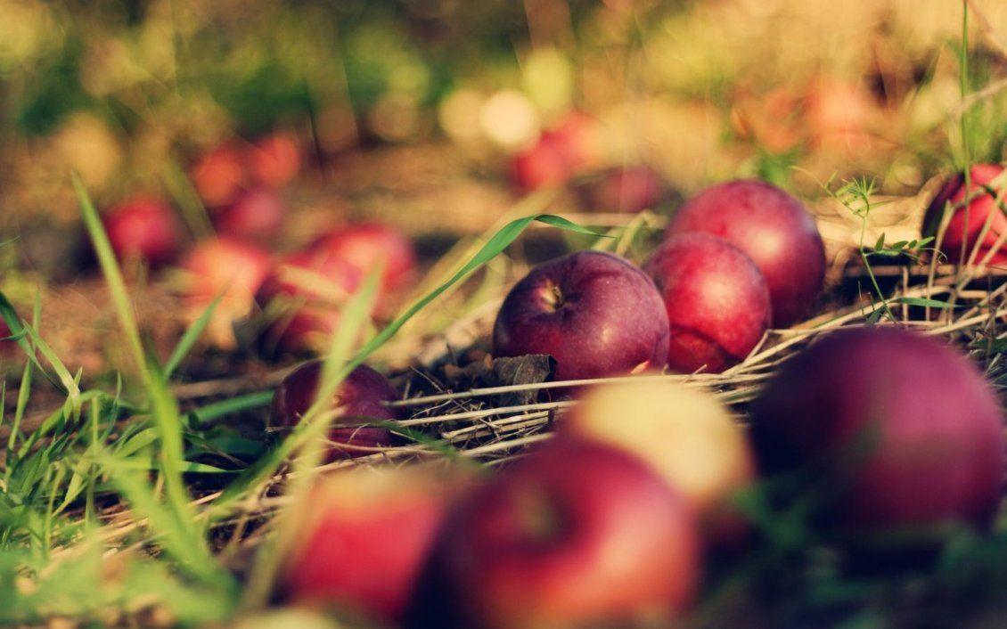 Autumn Apples Wallpapers - Top Free Autumn Apples Backgrounds ...