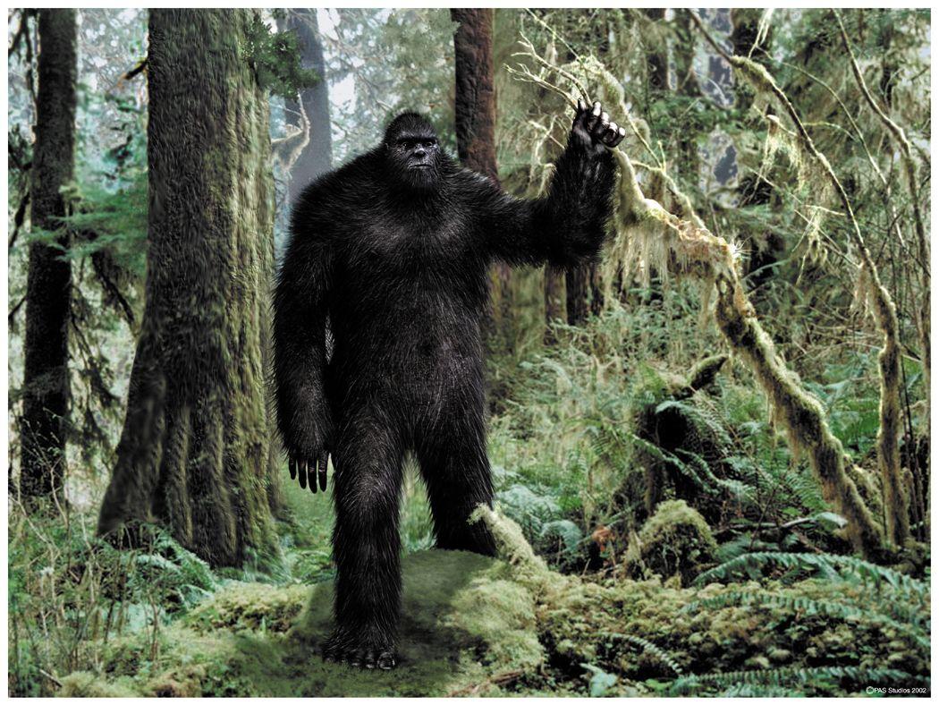 Sasquatch Wallpapers - Top Free Sasquatch Backgrounds - WallpaperAccess