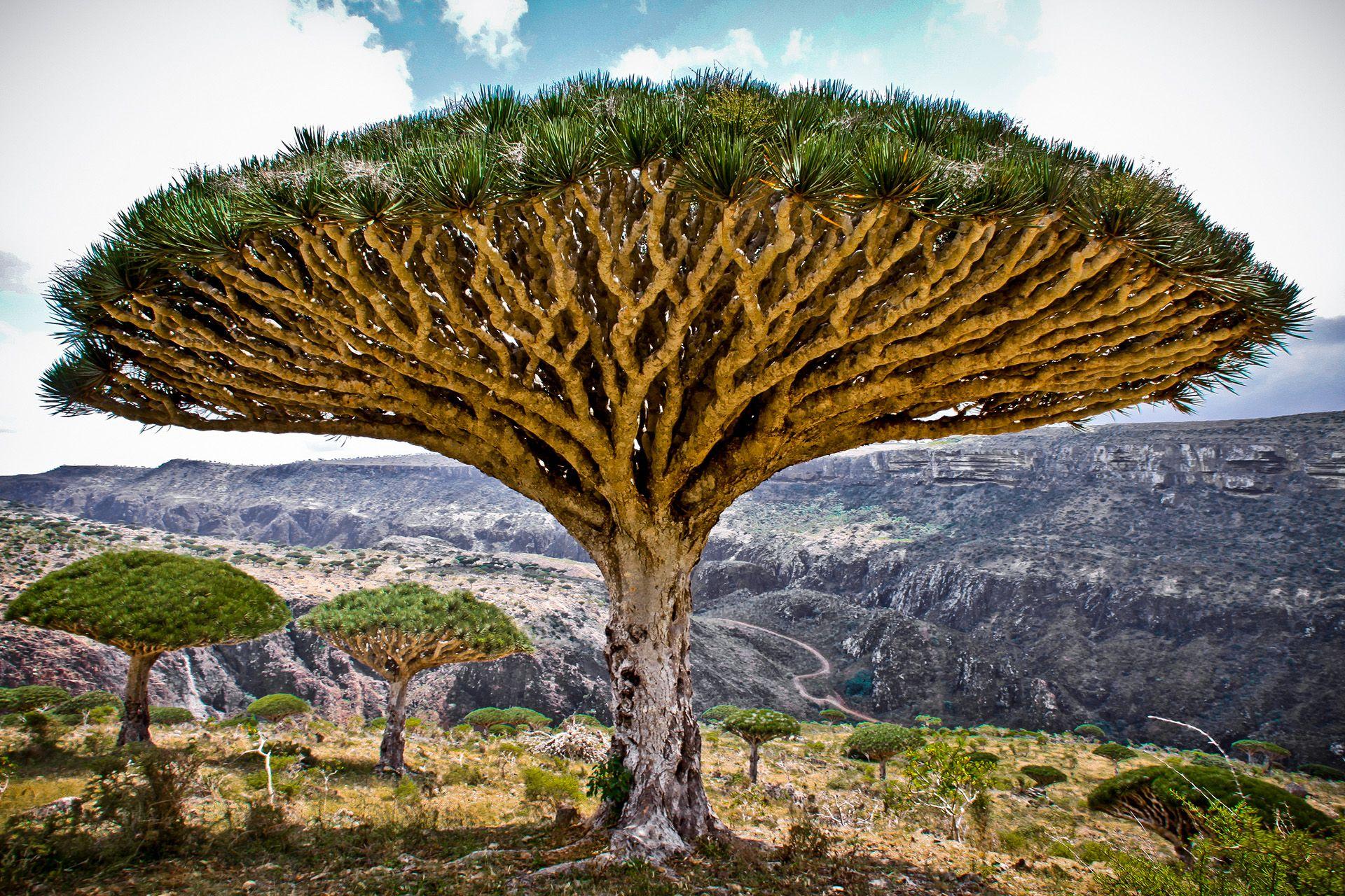Socotra Wallpapers - Top Free Socotra Backgrounds - WallpaperAccess