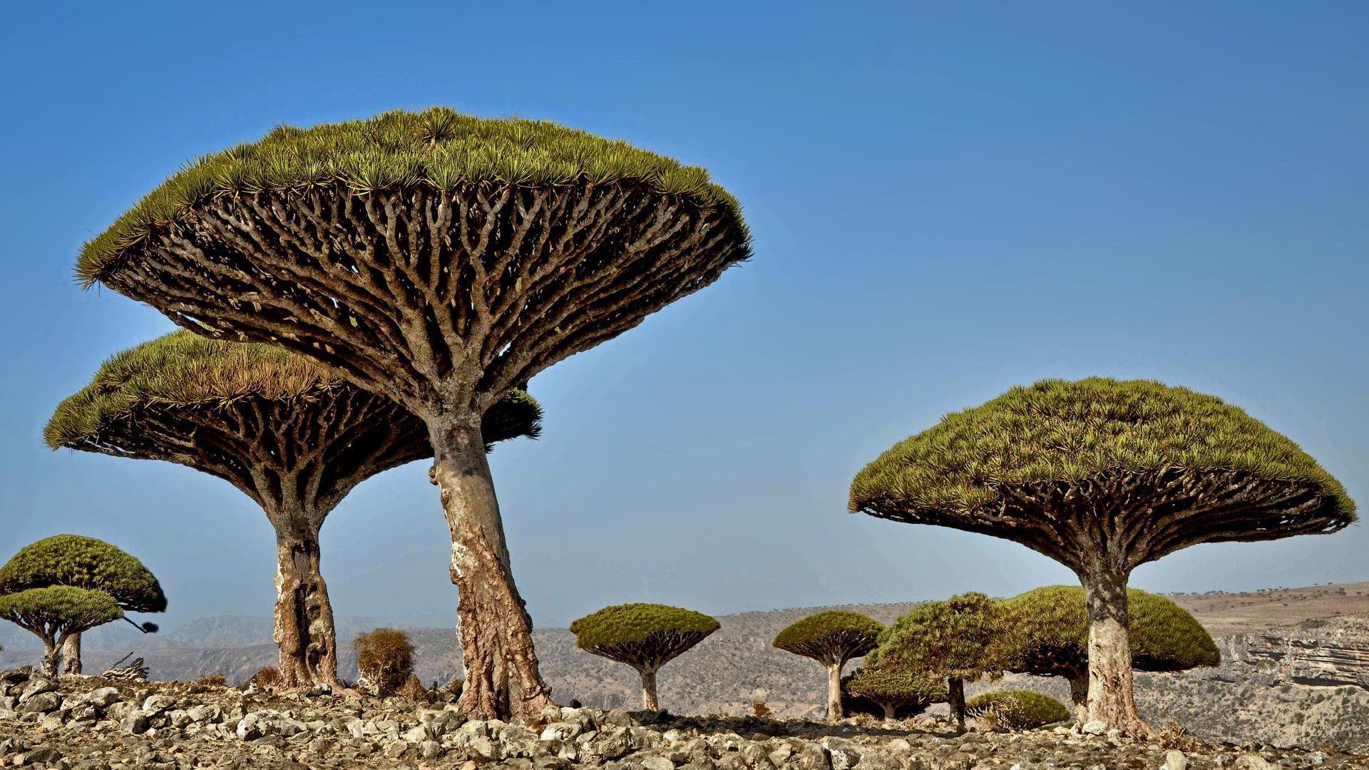 Socotra Wallpapers - Top Free Socotra Backgrounds - WallpaperAccess